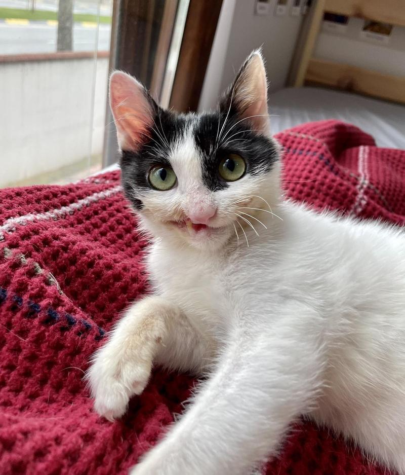 The Cat No One Wanted: How a Crooked Little Face Taught Me the True ...