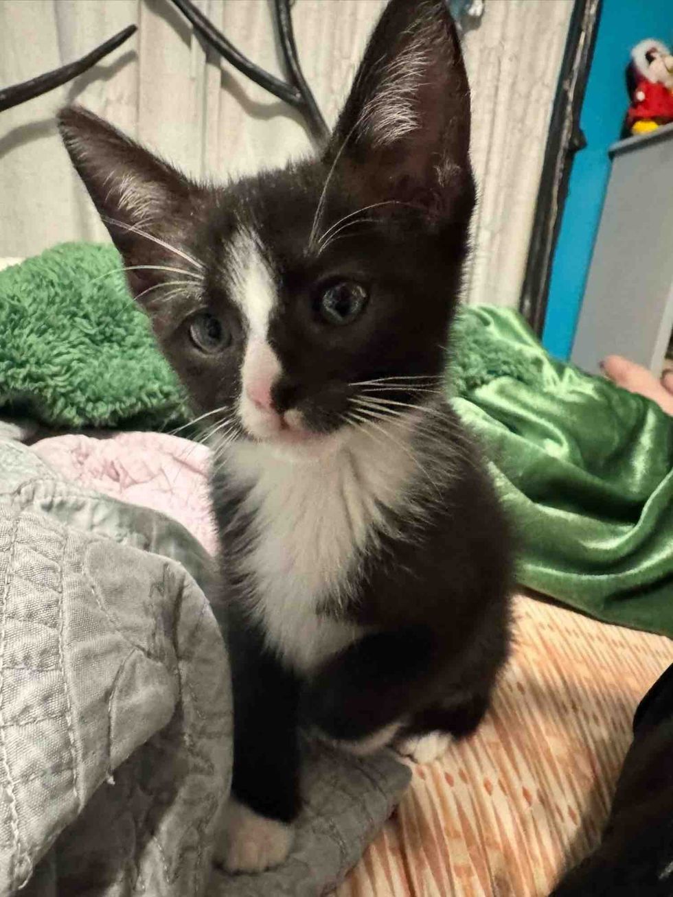 Tiny Cat Stuck at Universal Studios Finds Kindness - Love Meow