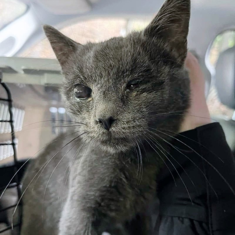 Blind Cat Eyes Meet Louie: The Cute Blind Kitty! CatGazette
