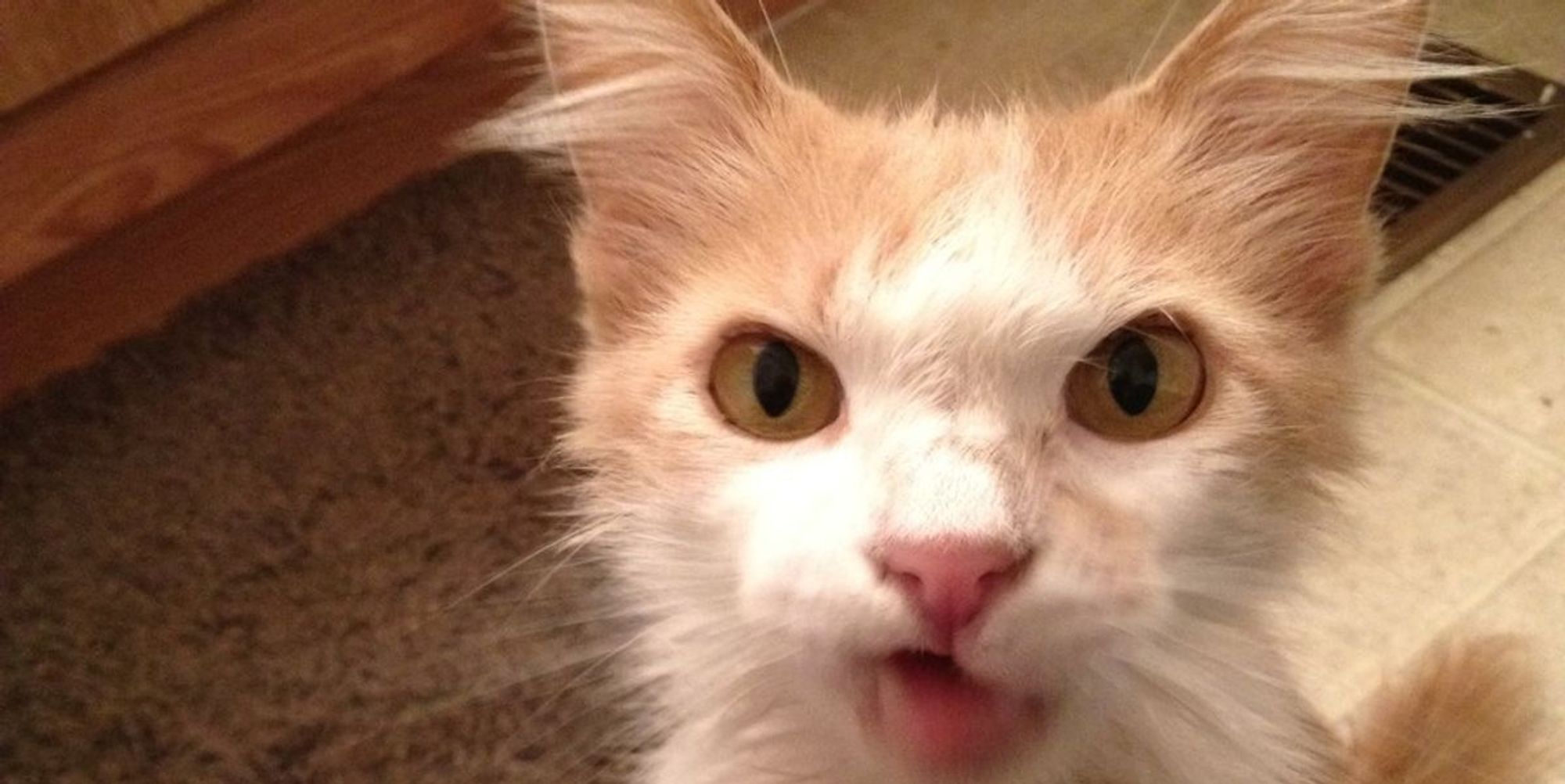Stray Cat with Crooked Mouth Begs Woman for Love, Four Months Later ...
