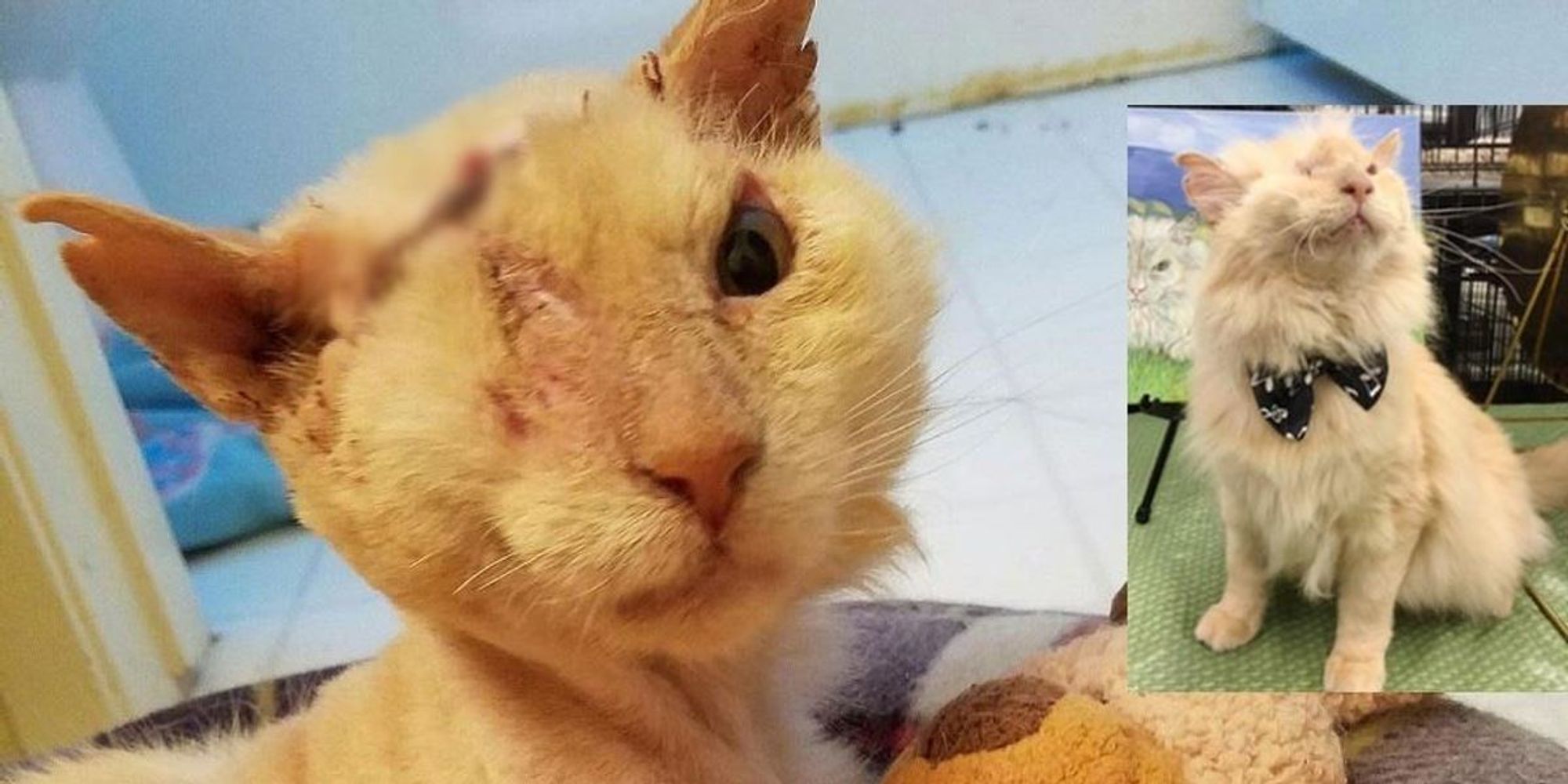His Friendliness Almost Cost Him His Life, But This Cat Continues to ...