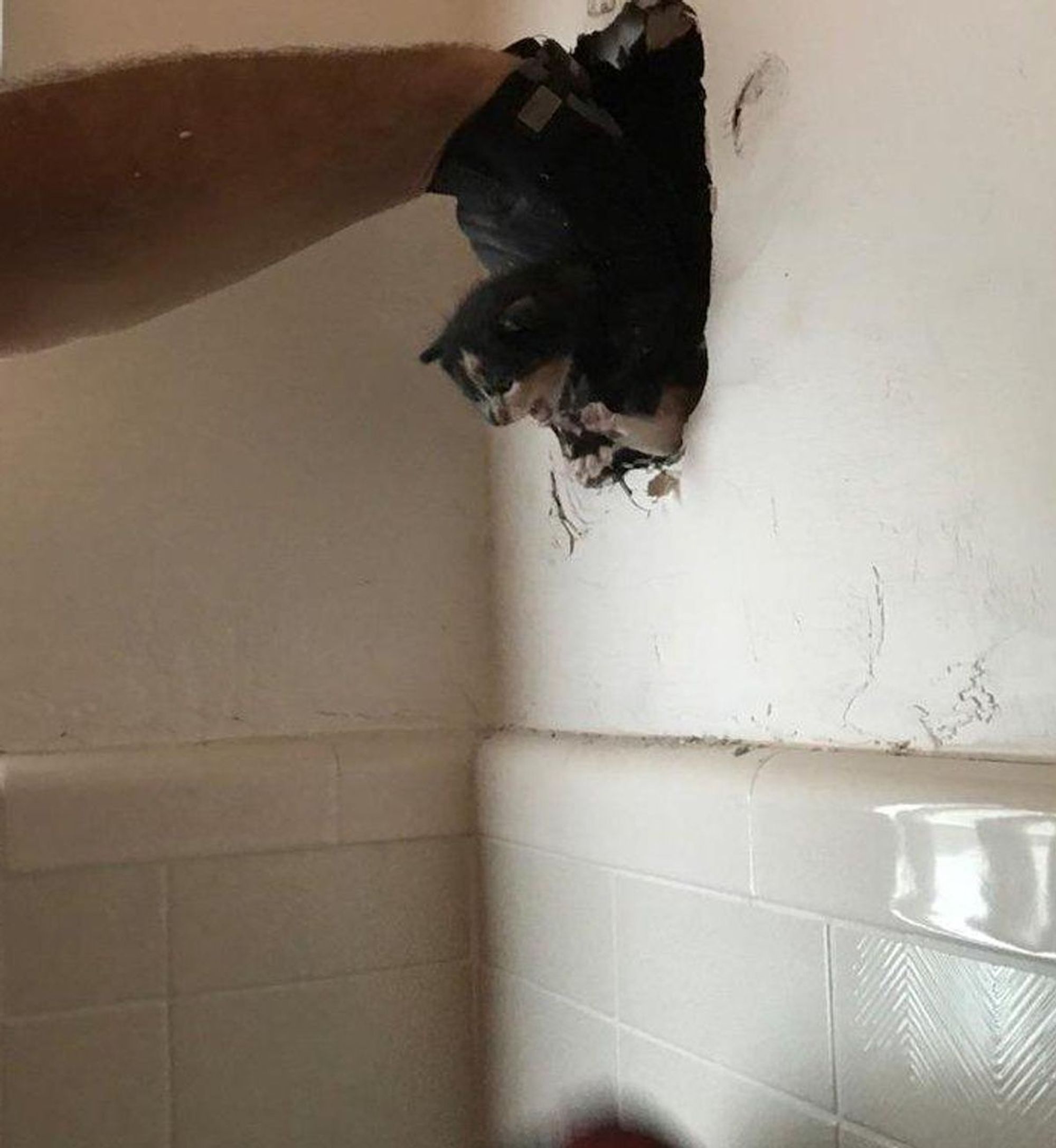 Home Owner Tears Down Wall to Save Kitten Trapped Inside... (with ...