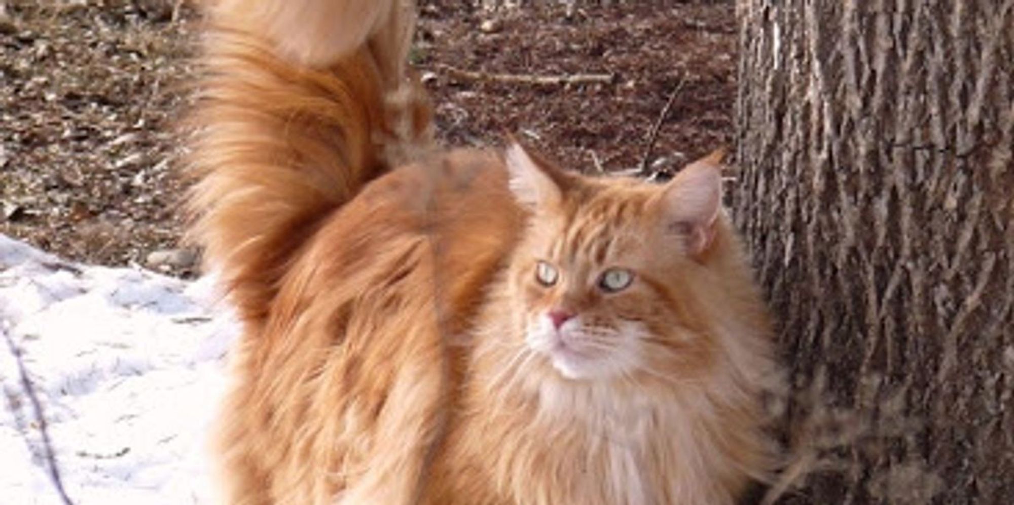 February Cat of the Month Results - Love Meow