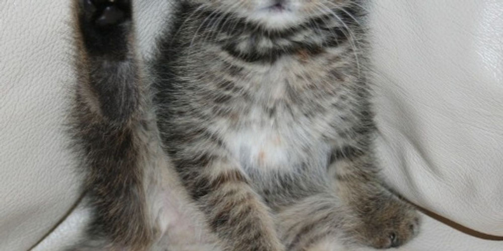 April Cat / Kitten of the Month Results - Love Meow