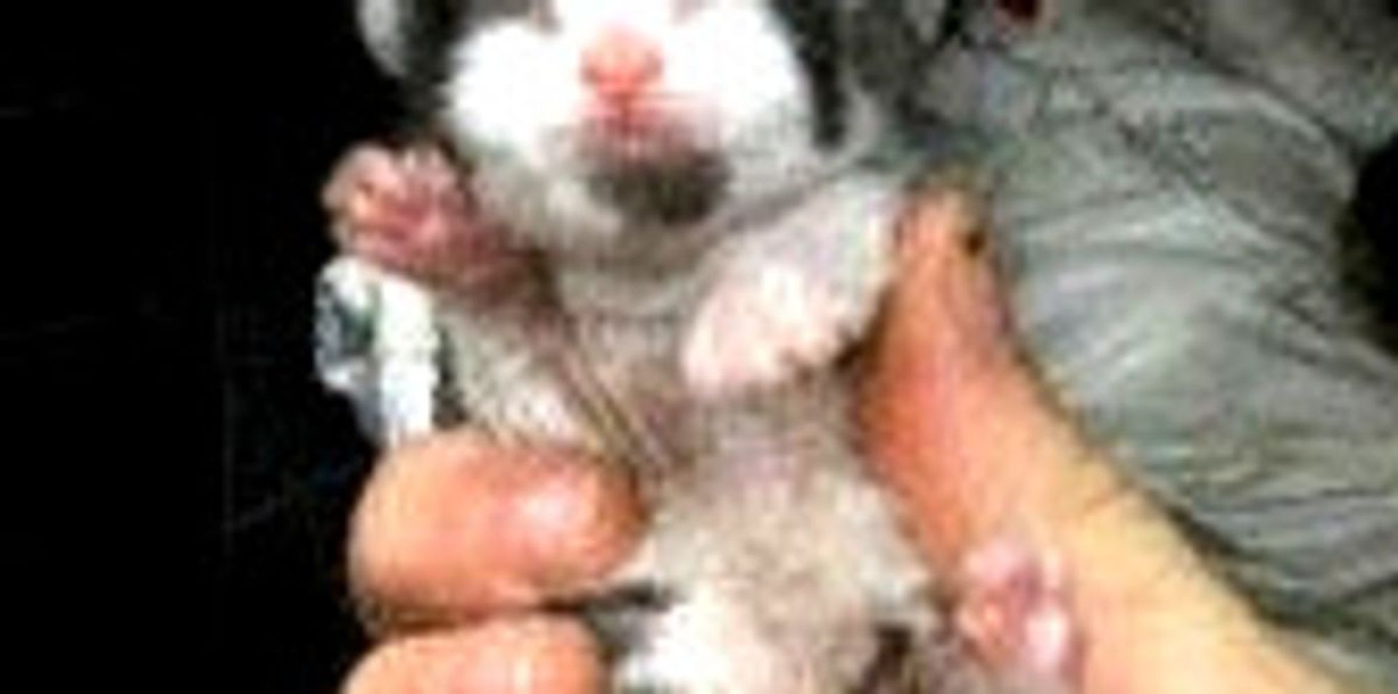 Man Rescues Cat Mom and Kittens Born in Hurricane Sandy - Love Meow