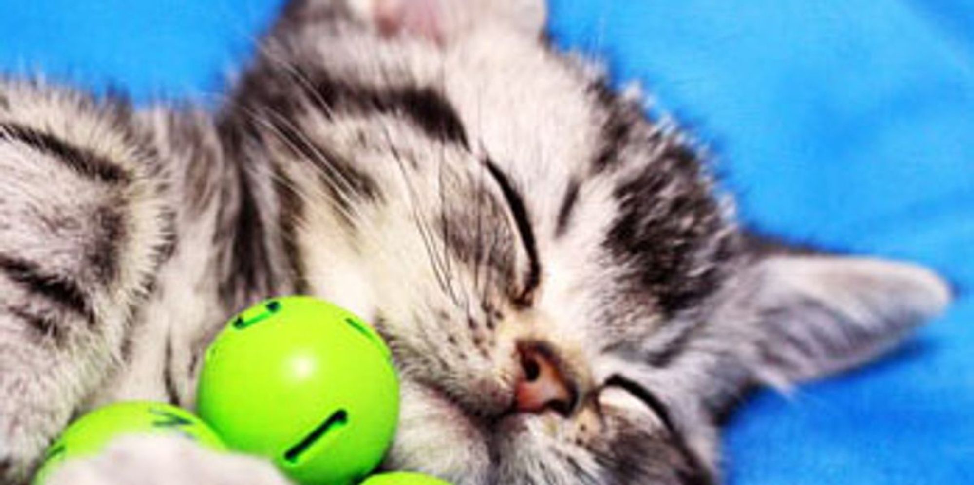 Little Furry Star Bohu - Love Meow