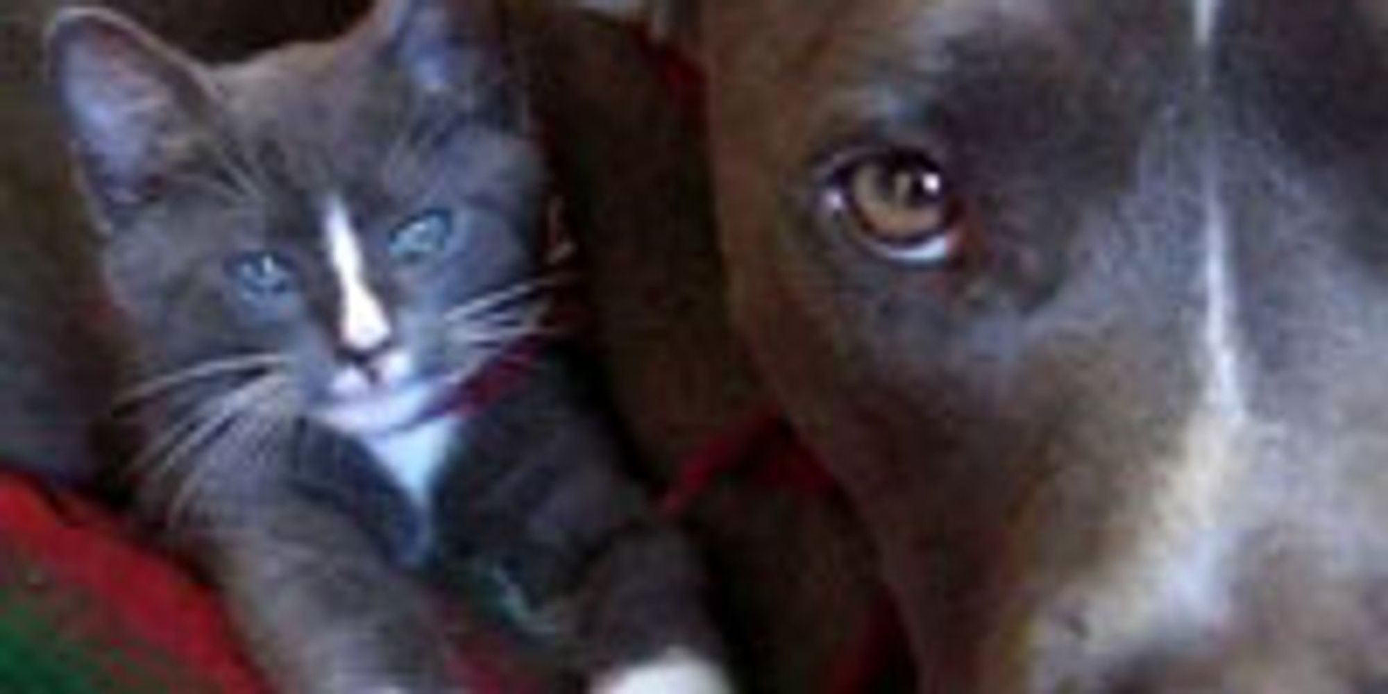 Kitty and Doggie, Matching Buddies - Love Meow