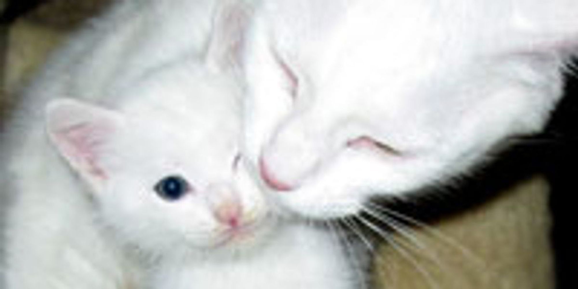 Betsy the Loving Snow White Cat Mama - Love Meow