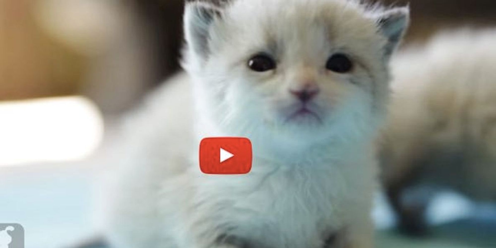 These Tiny Bottle Baby Kittens and Their Ability to Melt Our Hearts ...