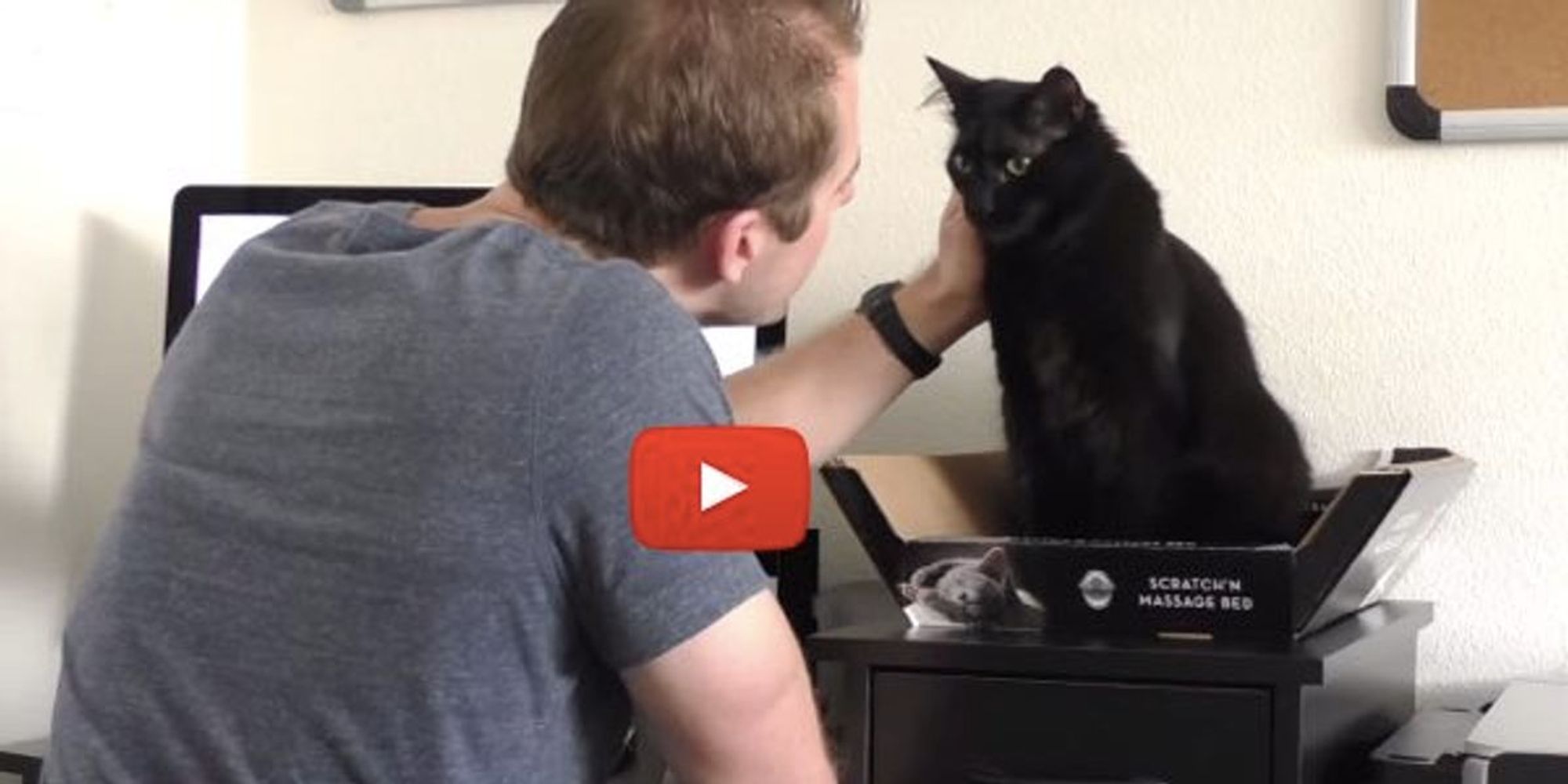 This Guy Has Figured Out Ways to Survive Working with Cats. The 'Cat ...