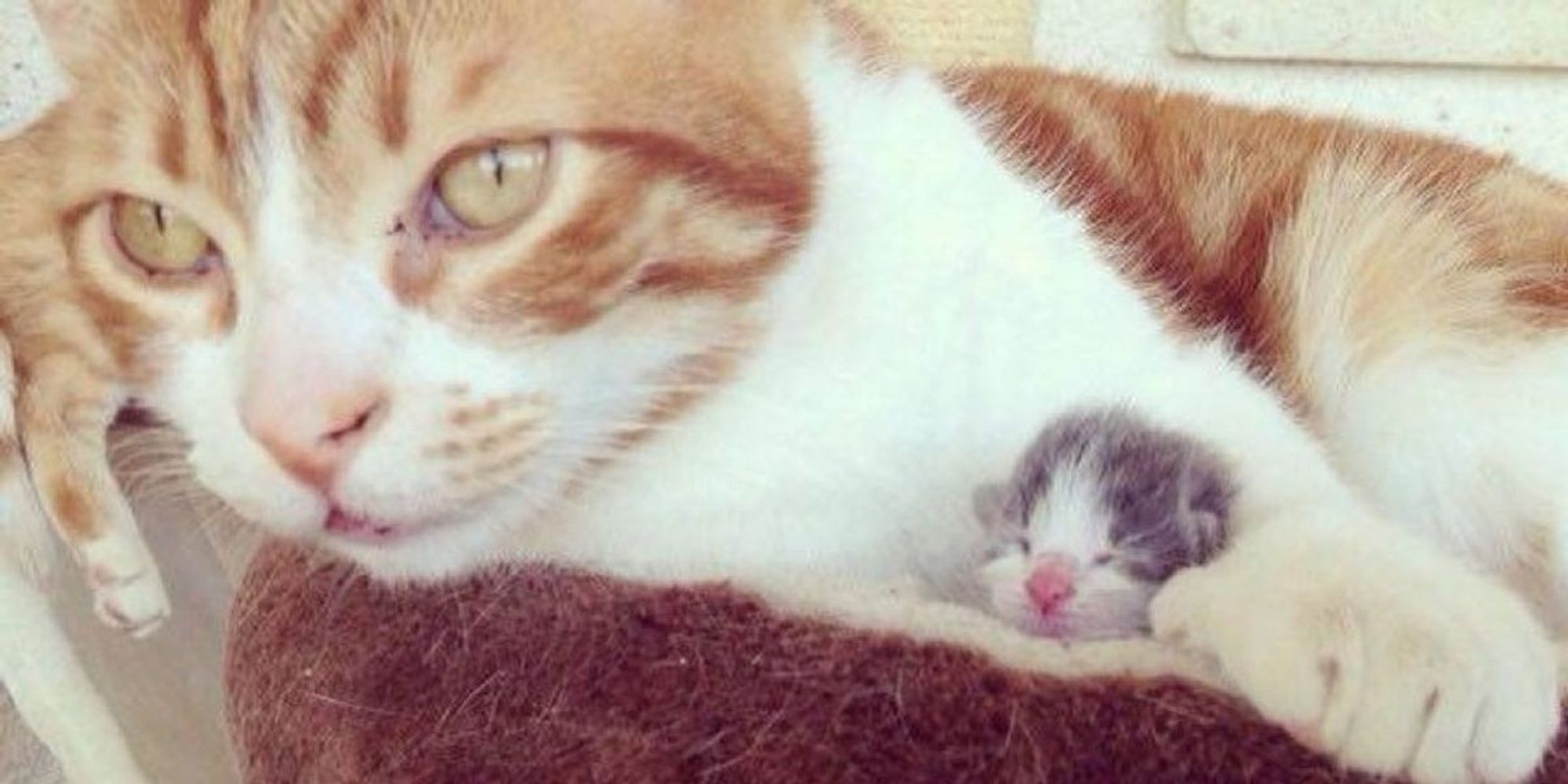 Ginger Cat Becomes Dad to Tiny Orphaned Kitten, Then and Now. - Love Meow