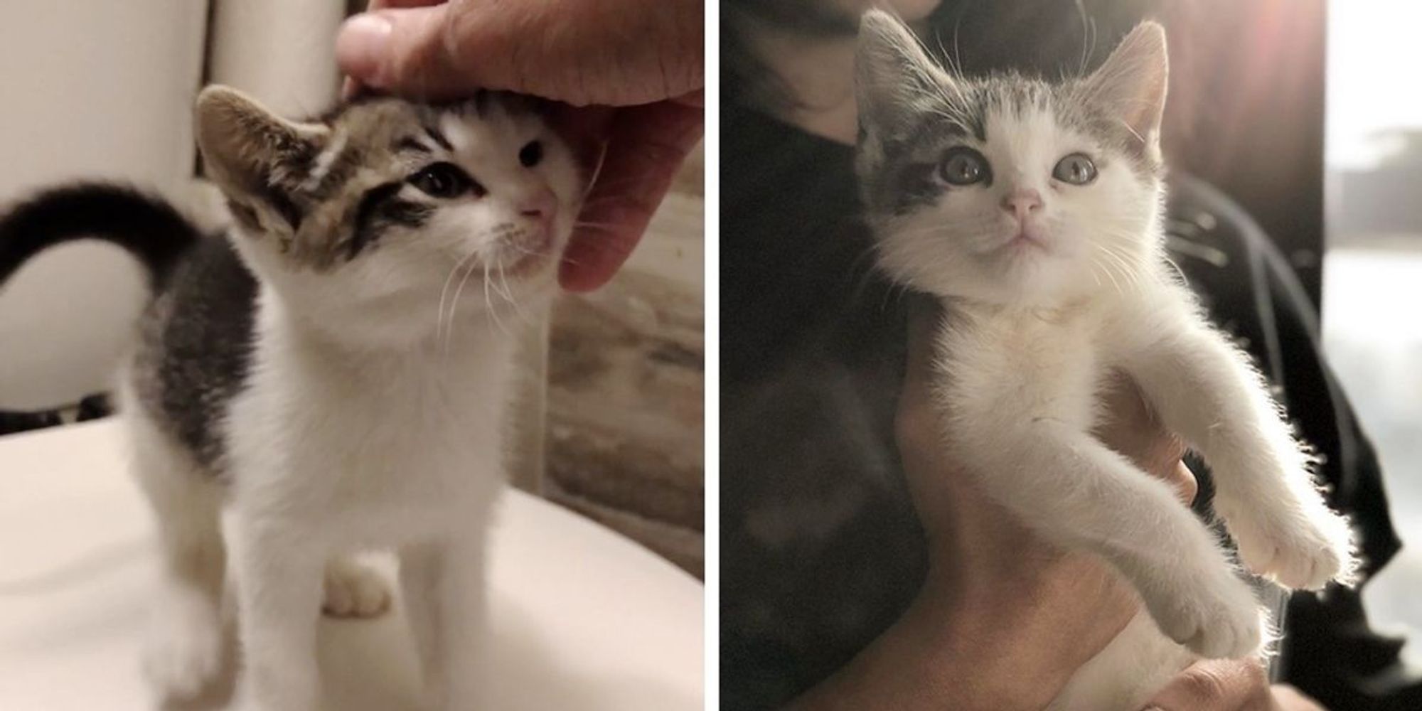 Street Kitten Delivered by Postal Worker Who Found Her Running In Front ...