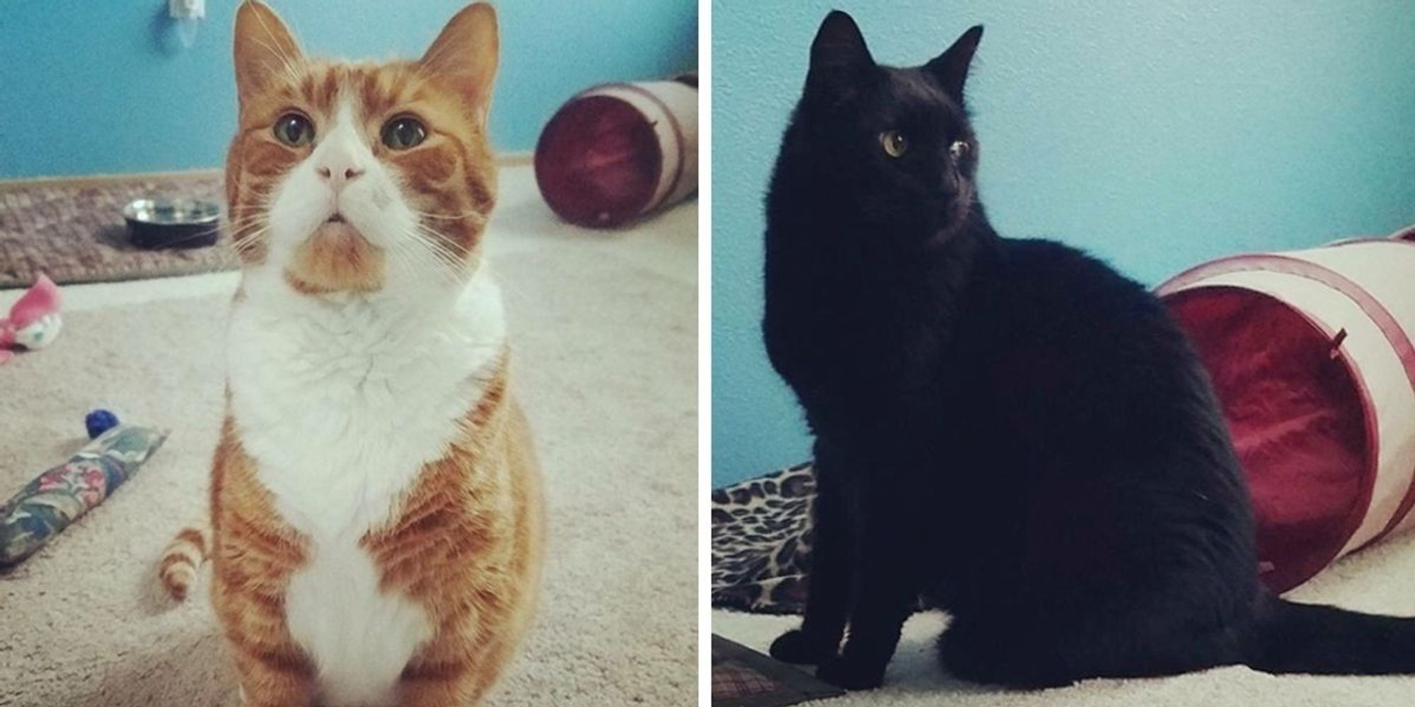 Couple Travels Across Border to Give 2 Bonded Senior Cats a Home After ...