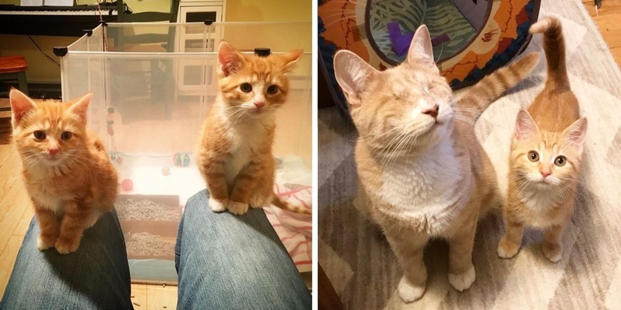 2 Shy Kitten Sisters Learn to Trust and Love from Blind Ginger Cat ...