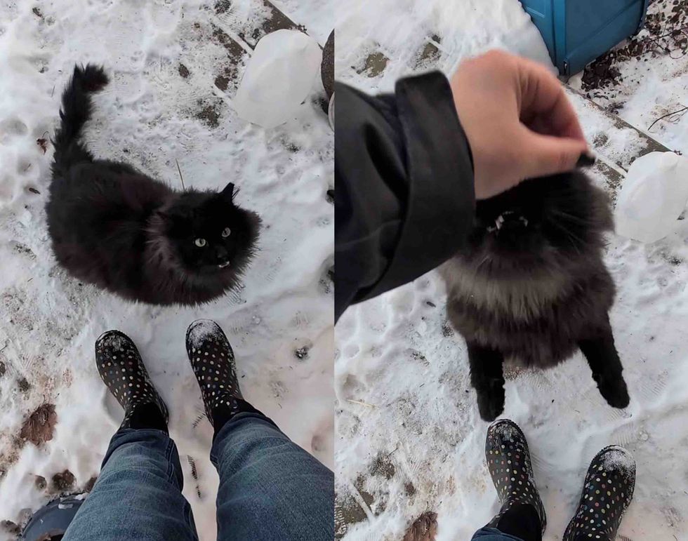 Cat Shows Up Shy But Keeps Coming Back to Person Who is Kind to Him ...