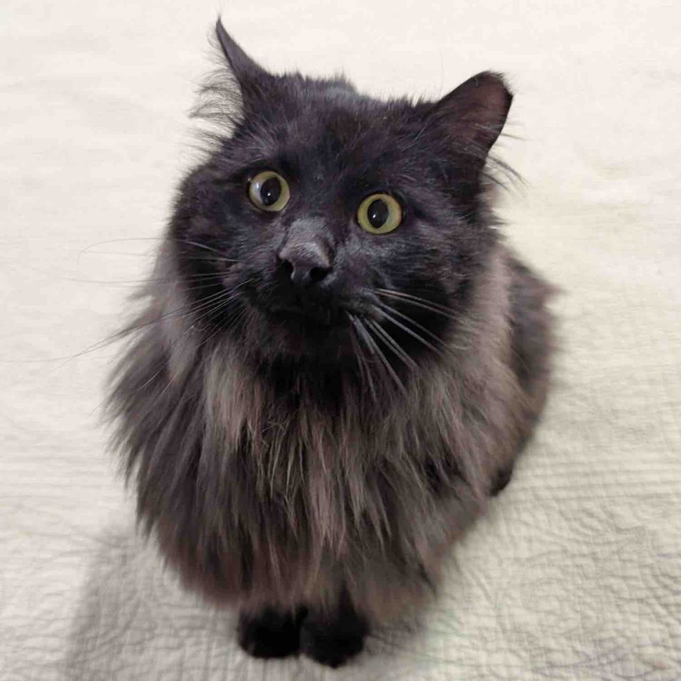 Cat Shows Up Shy But Keeps Coming Back to Person Who is Kind to Him ...