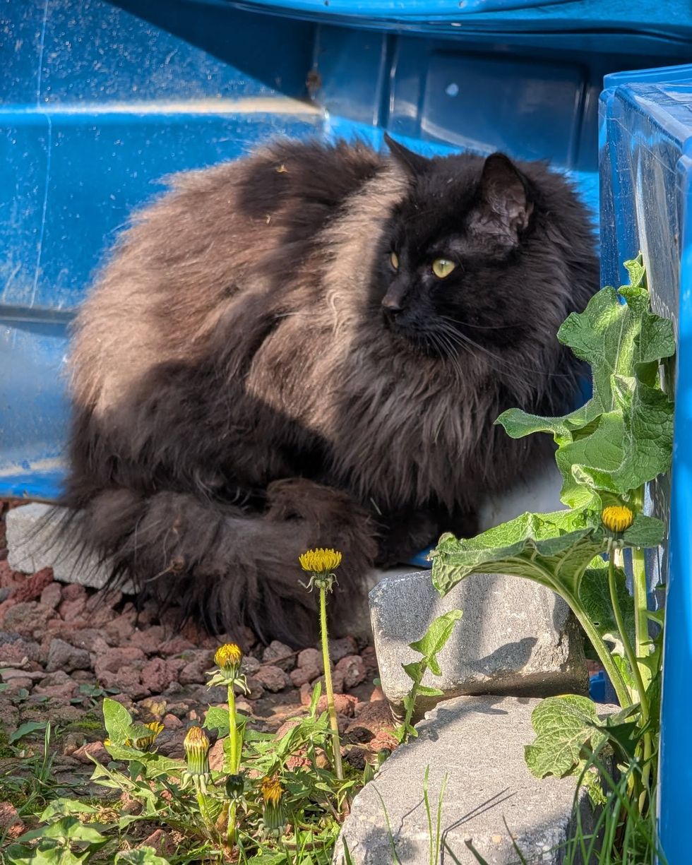 Cat Shows Up Shy But Keeps Coming Back to Person Who is Kind to Him ...