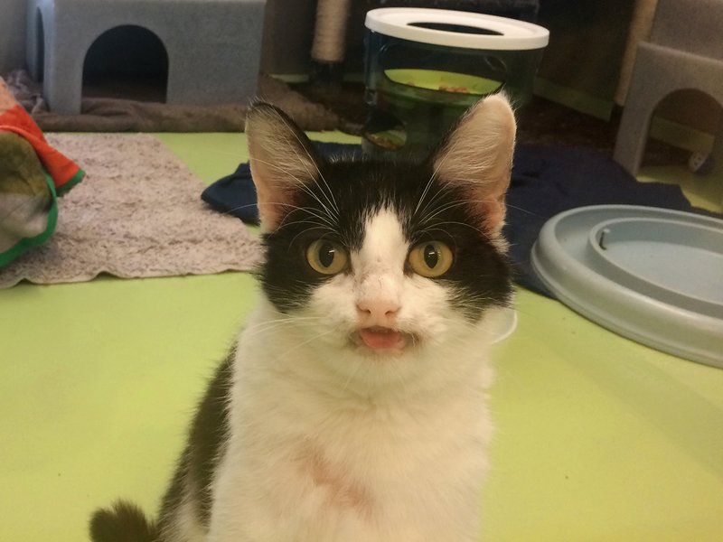 Kattens Smilefjes Lexie (m)eine Coonieprinzessin... Bleibt Nun Für