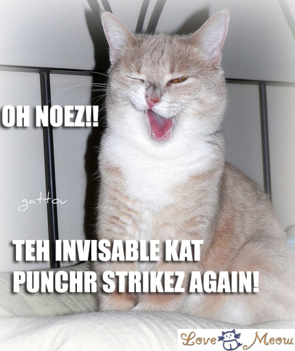 Lolcat Captions - Love Meow