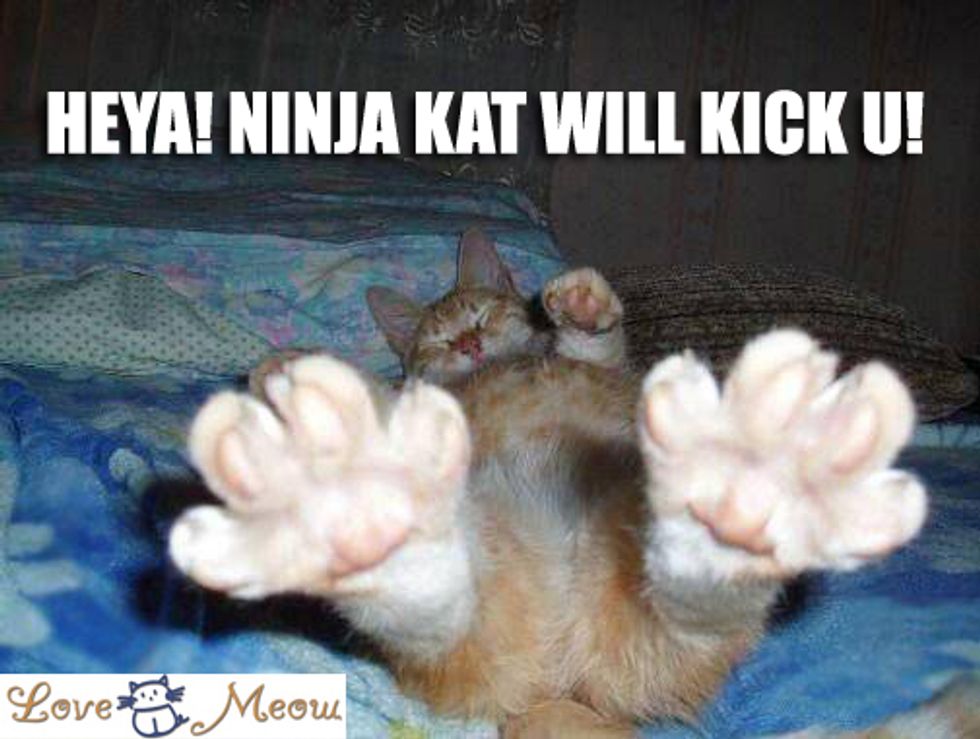 Lolcat Memes - Love Meow