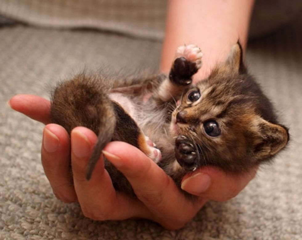 Teeny Tiny Handful of Cute - Love Meow