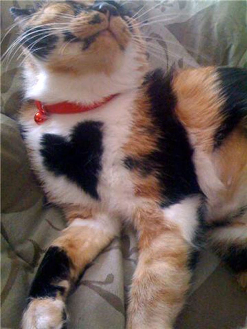 Bernice the Kitty Gives Air Massage Followed by a Hug - Love Meow