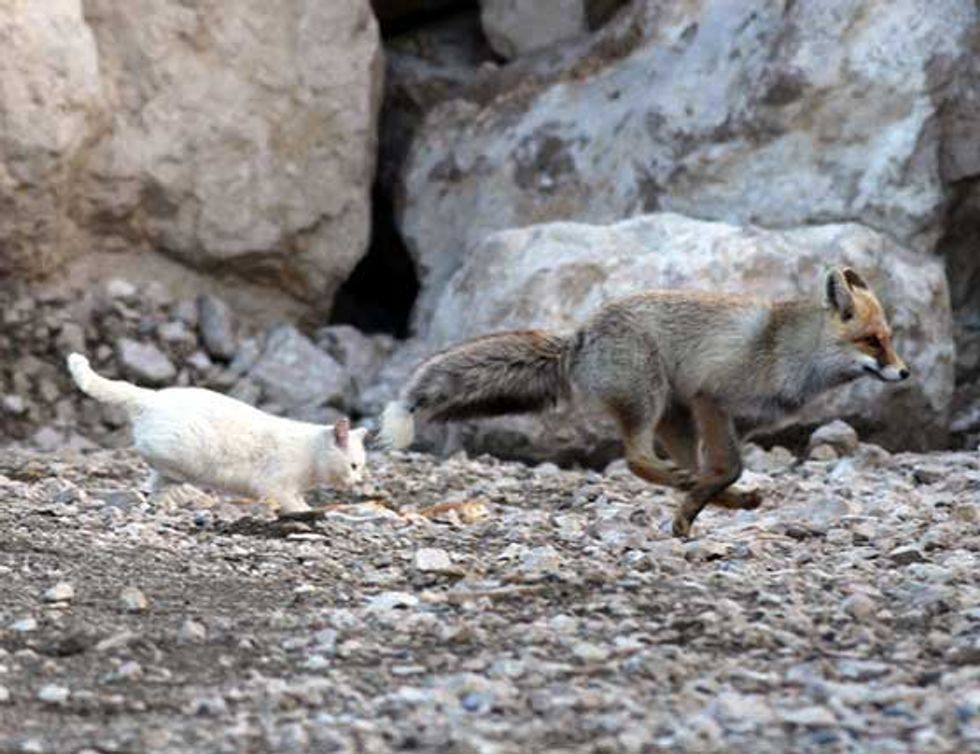 Cat and Fox: Unlikely Friendship - Love Meow