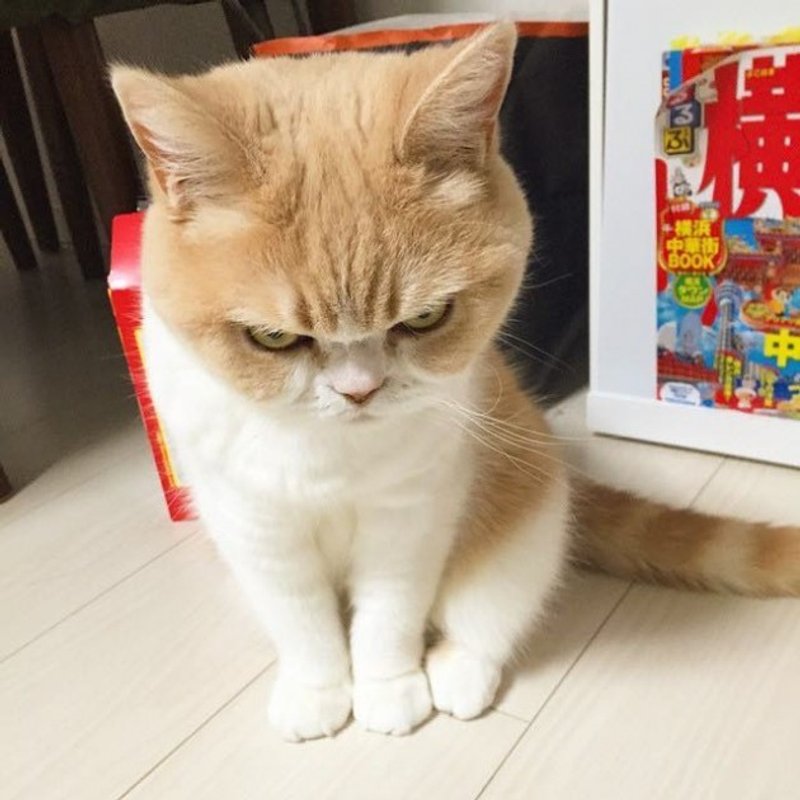 Mean Cat Face