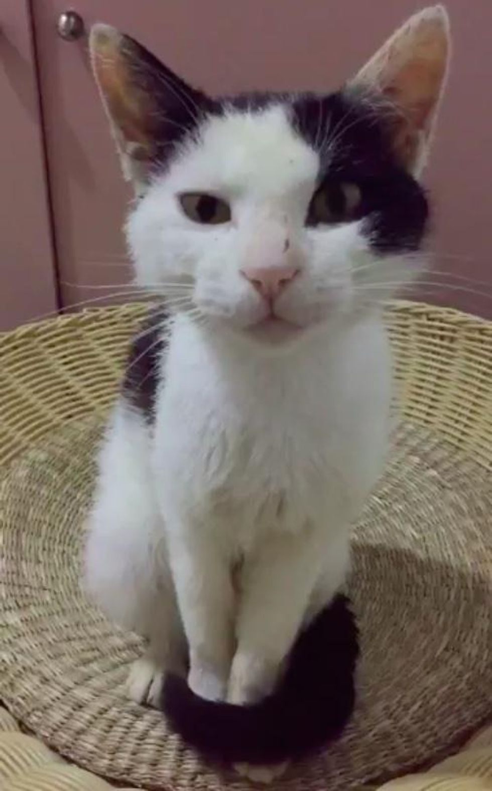 Tabby Cat Taught Feline Friend Bell Trick and Madness Ensues.. - Love Meow