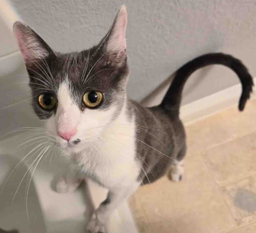 Cat Tries to Enter a Work Office, Within 48 Hours, She Has Three ...