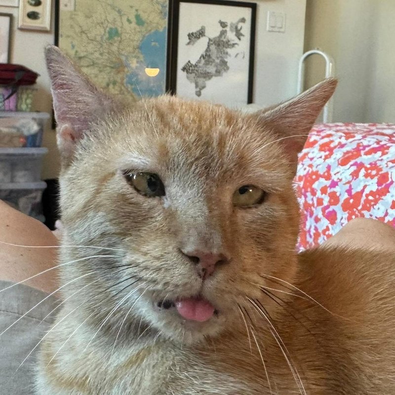 Going Cross Eyed Animal Cute Cross Eyed Tiger Cub Steals Hearts Of