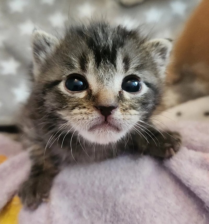Newborn Tabby Kitten