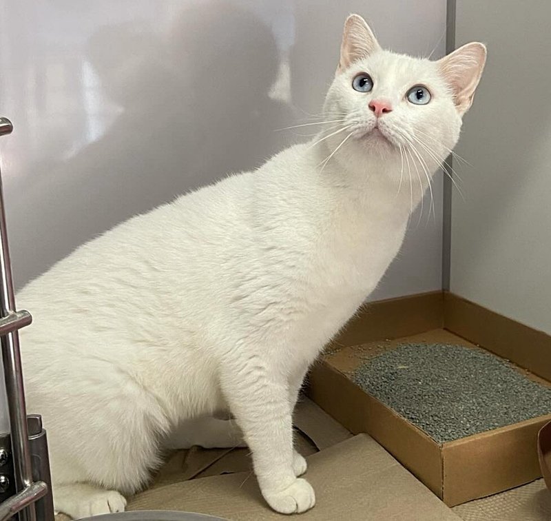 White Cat Pictures